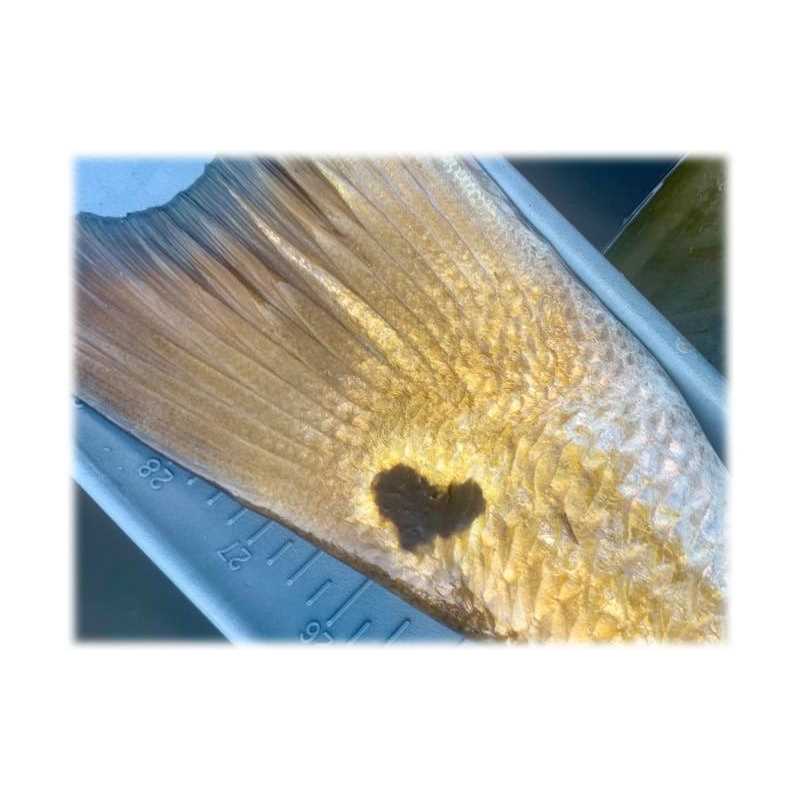 Frabill Expandable Bump Board - Hardware&Tools Online Store